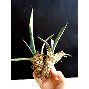 Agave Americana - Blue Agave - 2 Plants in Big Size