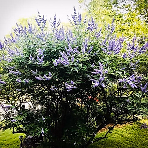 CHUXAY GARDEN 25 Seeds Vitex Agnus-castus 'Shoal Creek' Seeds,Chaste Tree,Monk's Pepper Tree,Chasteberry Hardy Deciduous Vase-Shaped Shrub Showy Accent Decorative Garden