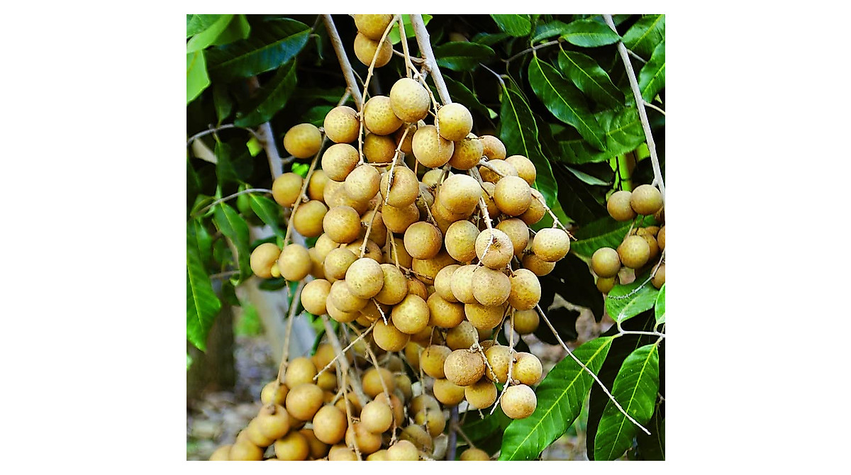 Buy Longan Tree Live Plant | Fruit Tree Seedlings for Home Garden