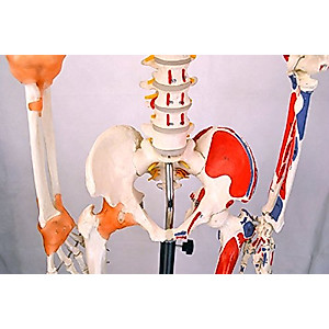 Wellden Product Anatomical Human Muscular Skeleton Model, w/Ligament, Numbered, Life Size 170cm