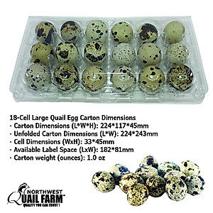 NWQuailFarm JUMBO Quail Eggs Cartons – 25/50/100 Pack - Holds 18 (3x6) Larger Quail Egg - Designed to hold Coturnix Jumbo Quail Eggs (50 Pack)