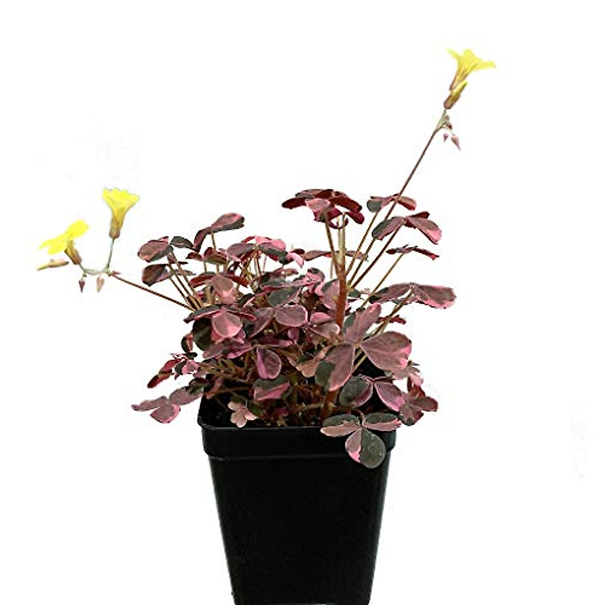 Plum Crazy Shamrock - Oxalis - 2.5" Pot - Fairy Garden Plant/House Plant/Edible