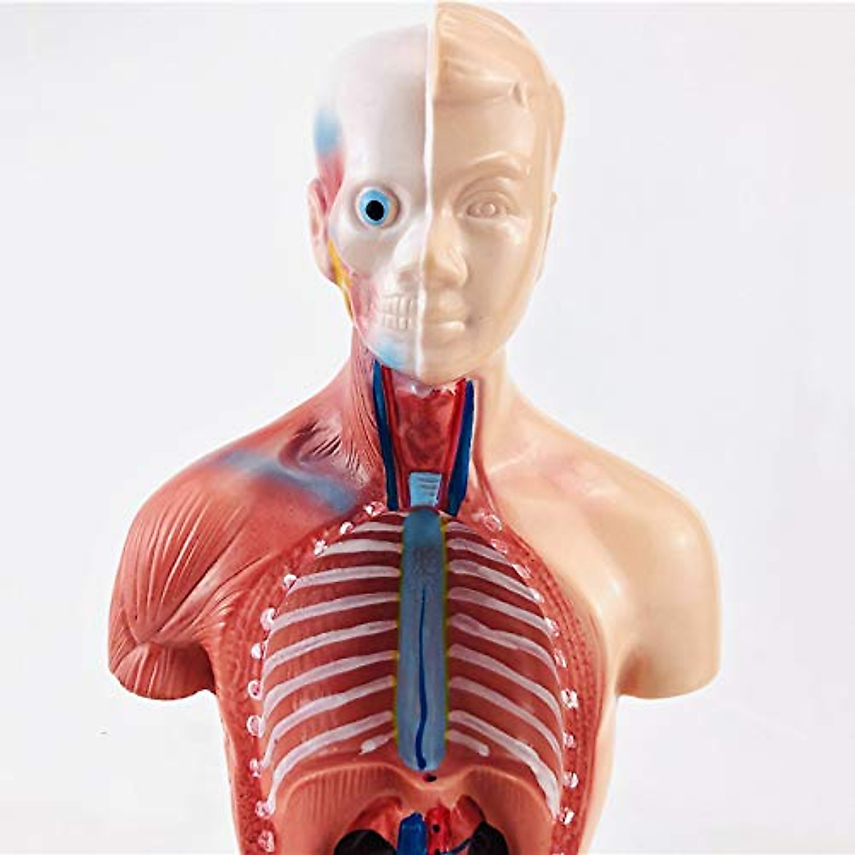 superply Anatomy Model | 11inch Human Torso Body | Heart Brain Skeleton | Medical School Educational Tool