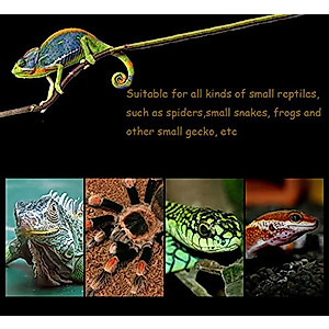 kathson 2PCS Reptile Feeding Box Portable Small Snake Terrarium Habitat Mini Pet Breeding Cage Hatching Container Transparent Gecko Houses for Small Frog Tarantula Spider Scorpion (White)