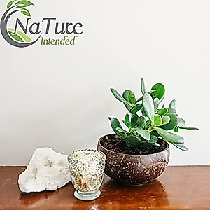 Patterned Jumbo Organic Coconut Bowls with Spoons (coconut bowl), Bamboo Straws, Straw brush and Bamboo Toothbrush (4Pack), Vegan buddha bowl Gifts set. Smoothie bowls, coconut bowls for smoothies.