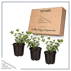 Live Aromatic and Healthy Herb - Eucalyptus (4 Per Pack), Improved Breathing and Air Quality, 10" Tall by 3" Wide