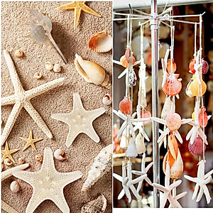 Jangostor Sea Shells Mixed Ocean Seashells, 1.2"-3.5" Various Sizes Beach Seashells and Natural Starfish for Vase Fillers Fish Tank Beach Themed Party Home Wedding Decorations DIY Crafts