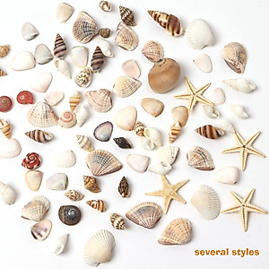 HAPY SHOP 1200 PCS Tiny Sea Shells Small Natural Starfish Mixed Ocean Beach Spiral Seashells for Home Decorations,Wedding Decor,Candle Making,Beach Theme Party,DIY Crafts and Vase Filler