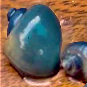 Mystery Snails (3 Pack) Assorted + Food Sample | Live Arrival Guarantee Freshwater Live Aquarium Snails (Assorted)