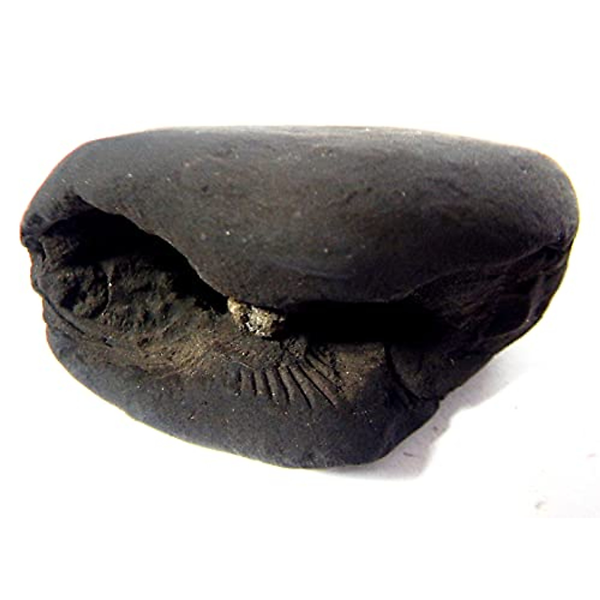 phoenix888 Adwaitya Narsimha Maha Vishnu Shaligram Nepal Kali Gandaki