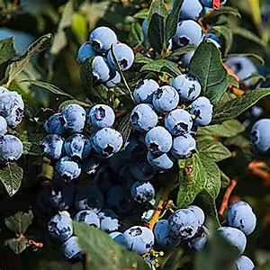 Plantooo 300+ Blueberry Seeds for Planting - Non-GMO - Organic Friut Blueberry Bush Seeds to Plant Garden/Outdoor/Bonsai