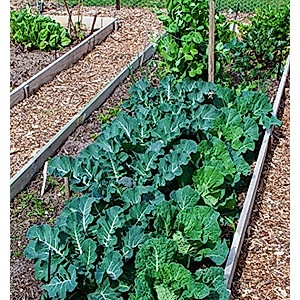 1 Pound Soil Moisture Trap Potassium Polyacrylate Polymers Soil Vigor