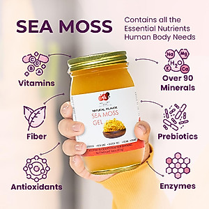 Healthy Herbs Sea Moss Gel (Natural) Wildcrafted from Jamaican St Lucia Gold Seamoss | Wild-Harvested Superfood With Over 90 Essential Vitamins & Minerals | Vegan, Non-GMO, US-Made (16 oz.)