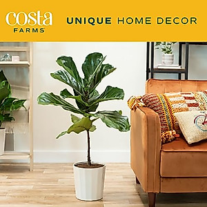 Costa Farms Fiddle Leaf Fig Tree, Ficus Lyrata Live Indoor Plant Potted in Indoor Garden Plant Pot, Potting Soil, Floor Houseplant Gift for Housewarming, Tropical Home or Room Decor, 3-4 Feet Tall