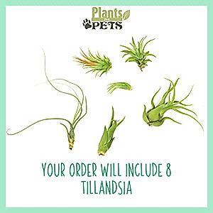 Air Plant Low Light House Plants Box (8PK) Tillandsia Air Plants Live Houseplants Live Indoor Plants Live Succulents Plants Live Terrarium Plants Live, Air Plant Holder Airplant Kit by Plants for Pets