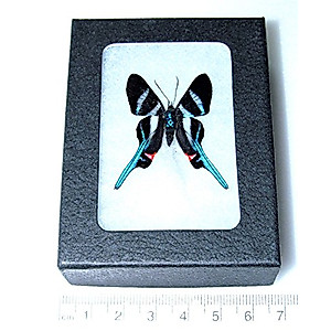 BicBugs Rhetus arcius Real Framed Butterfly Blue Peru
