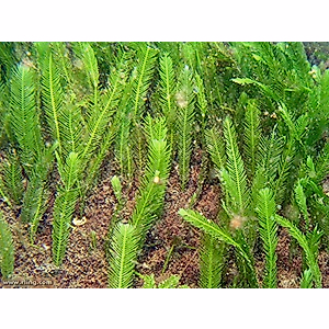 5 Leaves - Live Saltwater Caulerpa Feather Macro Algae Plant Frag Chaeto Refugium - Extra Long Leaves (4-6 inches in Height)