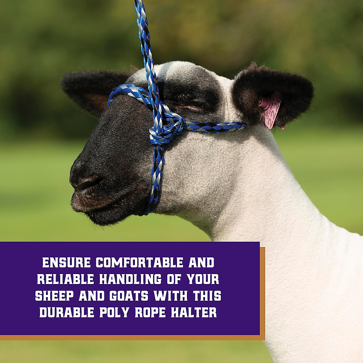 Weaver Livestock Poly Rope Sheep Halter, Modern Style Braid Sheep and Goat Rope Halter, Adjustable Lamb Halter Lead, Livestock Sheep Showing Supplies