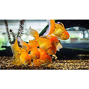 A.D.P. Fish Booster Bloodworm Honey 100 g. Goldfish Food & All Tropical Fish Food Small Floating Pellet Grow Faster & Color Enhancing High Protein 32% Aquarium Baby Fish Newborn Fry Fish Feed Care