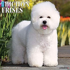 Just Bichons Frises 2021 Wall Calendar (Dog Breed Calendar)