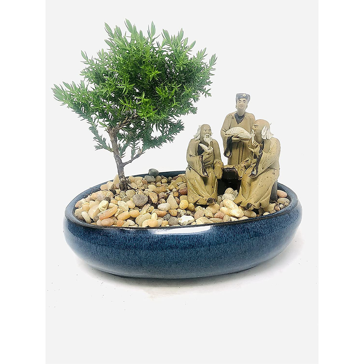 Juniper Bonsai Tree with Three Master's Reunion Ceramic Pot