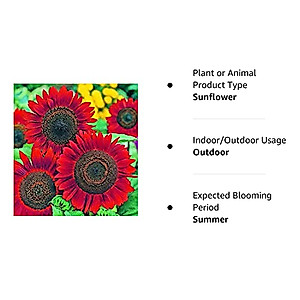 RattleFree Velvet Queen Sunflower Seeds for Planting | Heirloom | Non-GMO | 50 Sunflower Seeds per Planting Packet | Fresh Garden Seeds