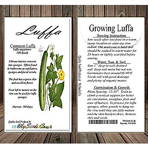 Big Pack - (100) Luffa Luffa Cylindrica Loofah Seeds - Dishcloth Or Luffa Gourd Fruits Grow To Approx. 2' - Non-GMO Seeds By MySeeds.Co (Big Pack - Luffa Gourd Reg)