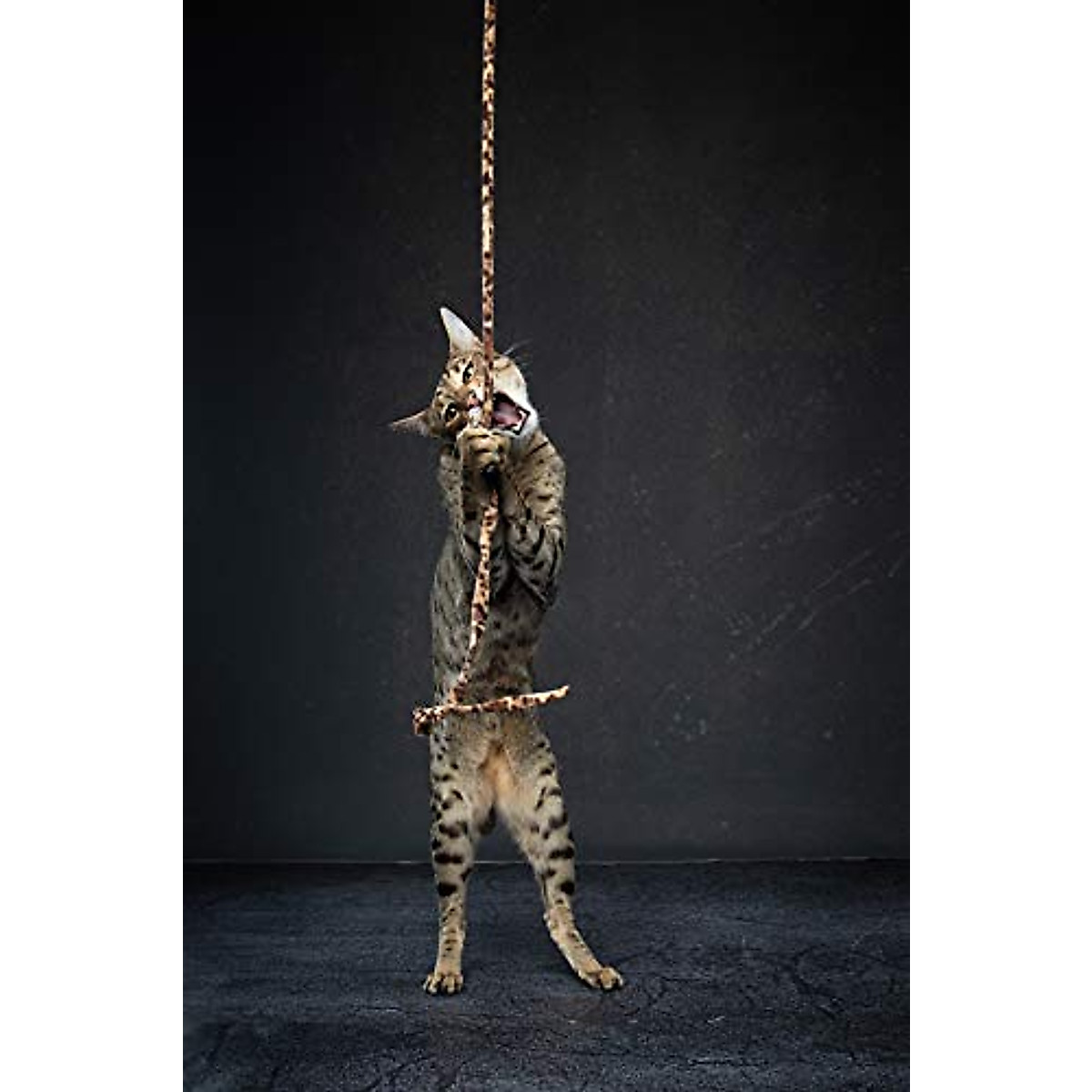 CAT DANCER Jungle Cat Wand 2 Pack, Multi Color (305),Medium Breeds