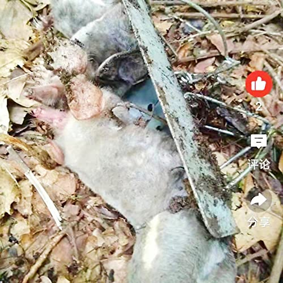 DSQSTMR Mole Traps That Work Gopher Squirrel Spring Best Rat Trap Outdoor Vole for Lawns Easy Reusable Smart Snare Trapping