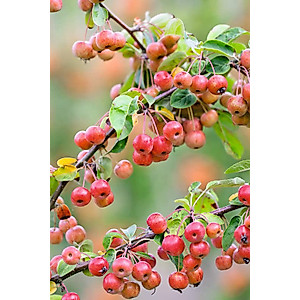 Sargent Crabapple Tree Live Plant 10-16" Tall DORMANT - Crab Apple Fruit - No Ship to CA, HI