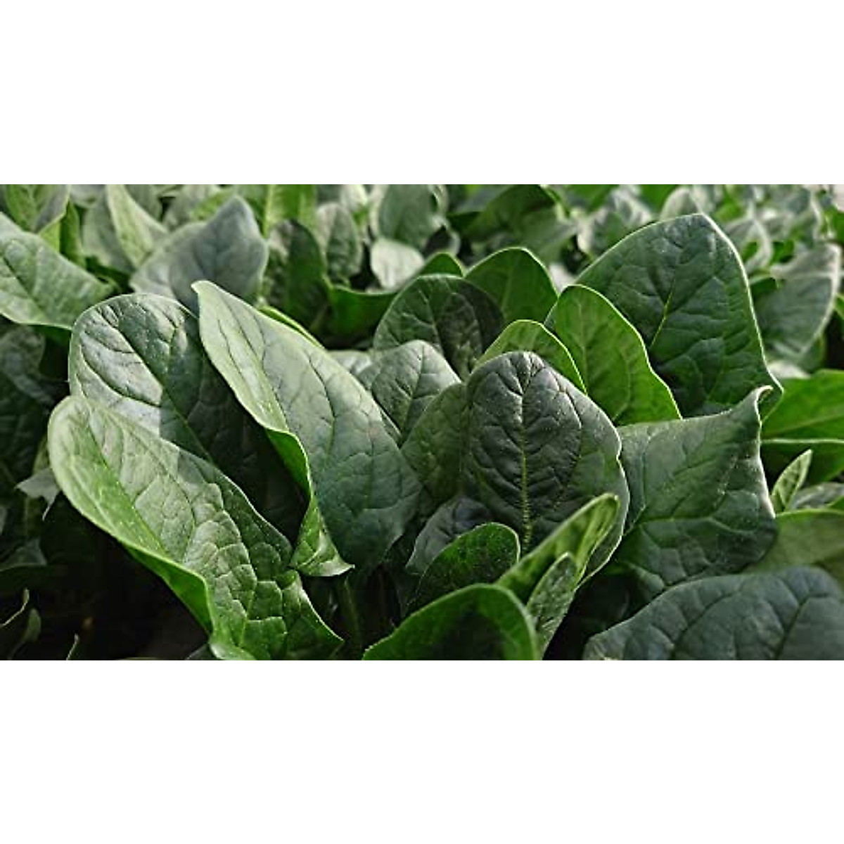 Giant Noble Spinach Seeds for Planting, 100+ Heirloom Seeds Per Packet, (Isla's Garden Seeds), Non GMO Seeds, Botanical Name: Spinacia oleracea, Great Home Garden Gift