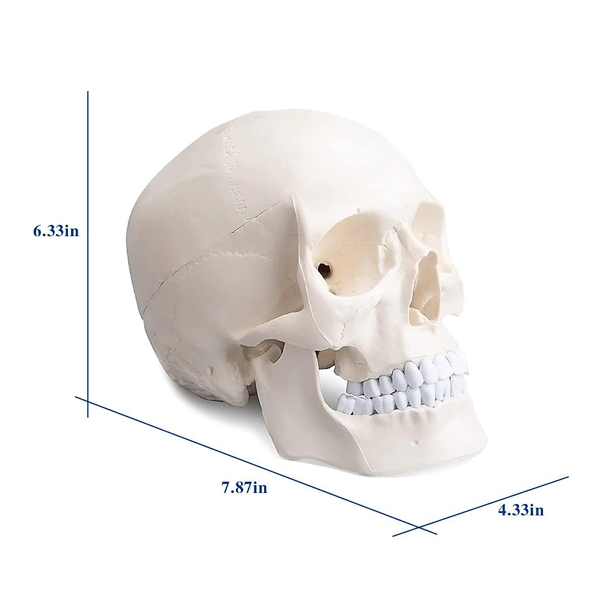 SKUMOD Life Size Human Skull Model, Replica Realistic Human Skull with Removable Skull Cap and Articulated Mandible, Full Set of Teeth, 7.2x4.2x4.95in