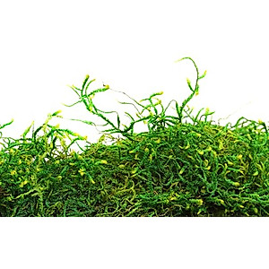 SuperMoss (25320) Forest Moss Preserved, Fresh Green, 2oz