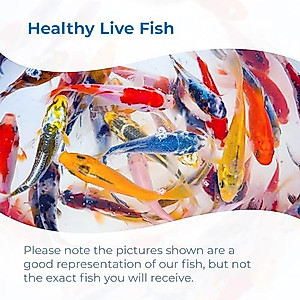 Toledo Goldfish Koi and Goldfish Combo Starter Pack, Perfect for Beginners Stocking Ponds, Tanks, or Aquariums - 4-5 Inches, 5 of Each, 25 Total Count