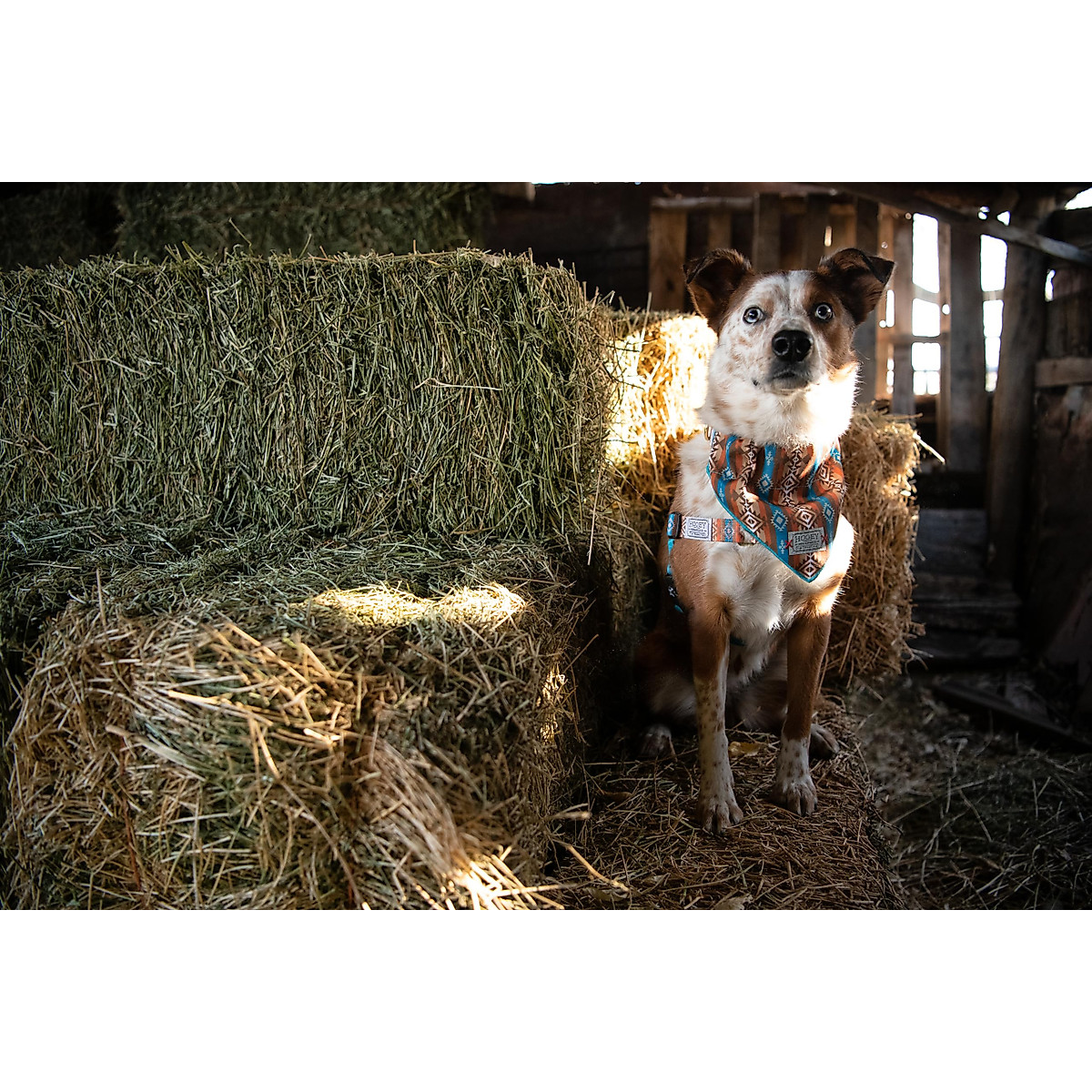 Hooey Nomad Dog Bandana, Polyester Dog Bandana with Graphic-Inspired Prints, Hooey Rodeo