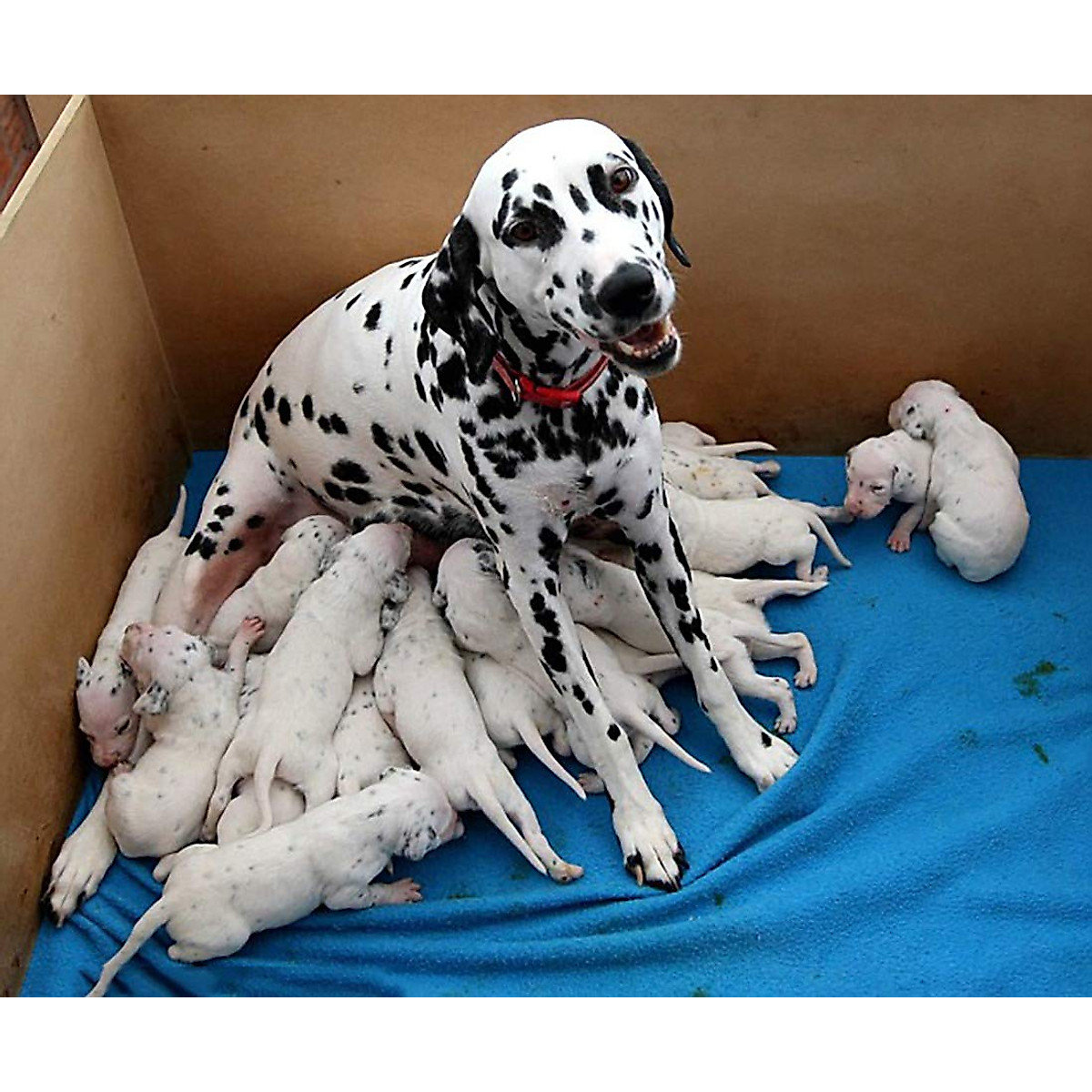 PHOTONIC20% 100 ML. BEST PET Vitamins Mineral Multi Vitamin Supplement Electrolytes Help Restore Urgently Animal Pet Care Nourish Blood Body Immunity Healthy Dog Cat Horse Pig Cattle Rooster Booster