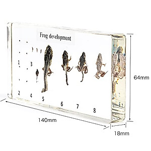 RupXinSplend Lifecycle of Frog-Development Paperweight Specimens - Animal Specimens in Clear Resin in Science Classroom for Science Education, Gift for Science Lovers by RupXinSplend