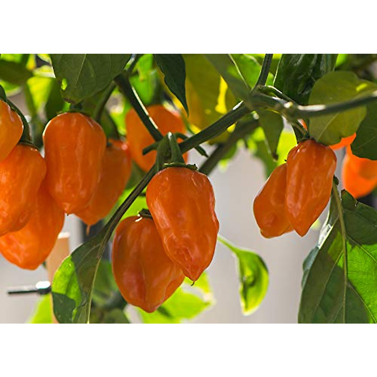Habañero Seeds for Planting, 25+ Heirloom Seeds Per Packet, Spicy & Hot Pepper, (Isla's Garden Seeds), Non GMO Seeds, Botanical Name: Capsicum chinense, Great Home Garden Gift