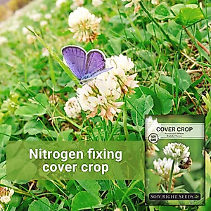 Sow Right Seeds - White Dutch Clover Seed for Planting - Cover Crops to Plant in Your Home Garden - Nitrogen Fixer - Clover Seeds Ground Cover - Non-GMO Heirloom Seeds - Gardening Gift