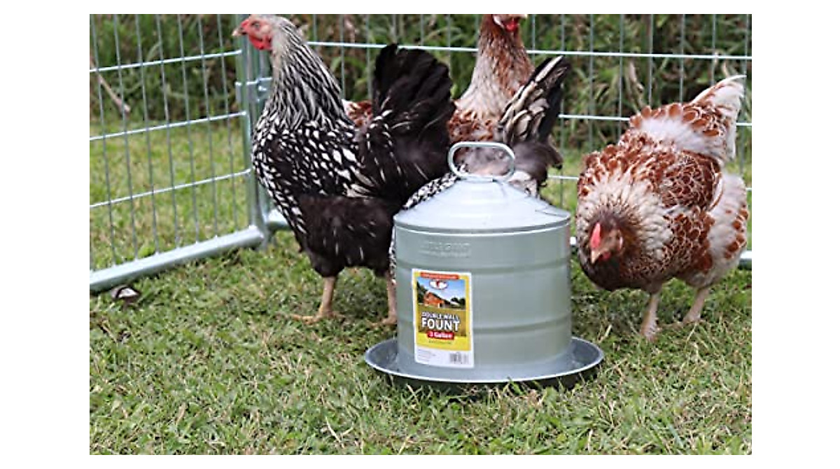 Miller 9835 Poultry Fountain - Durable & Reliable Watering
