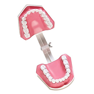 SEED&TREE Dental Teaching Study Brushing Model with Toothbrush/Removable Lower Teeth. Non Power. Plastic Model