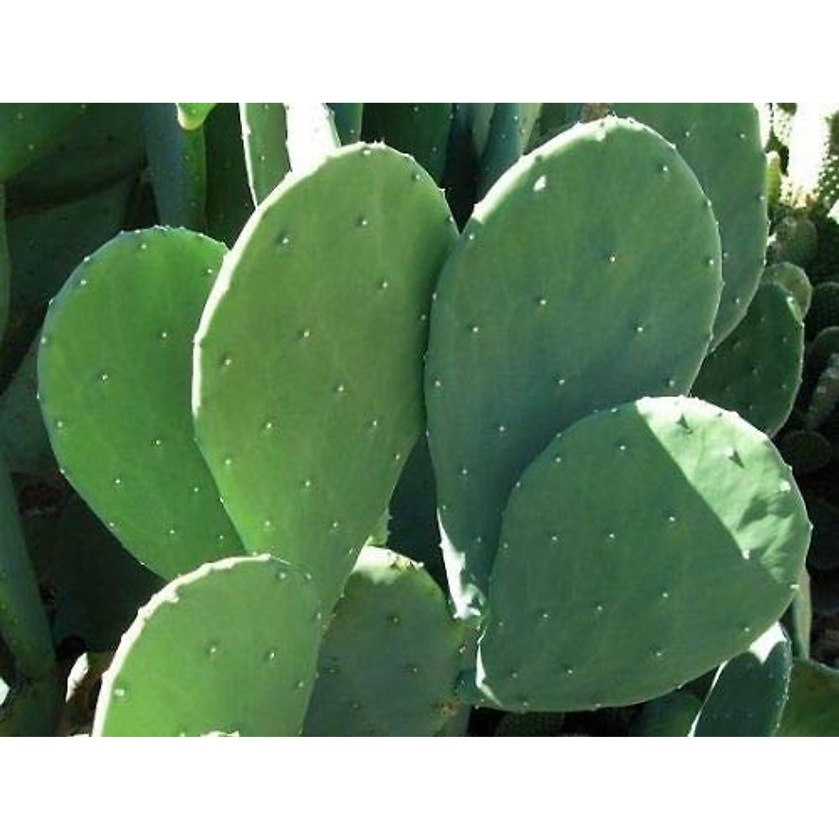 3 Pads Spineless Thornless Edible Nopales Prickly Pear Cactus Pads Opuntia Cacanapa Succulents Cutting Planting