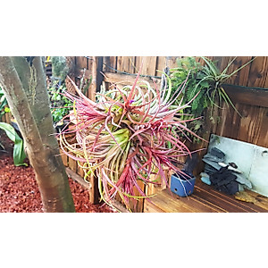 TDG The Drunken Gnome Tillandsia Air Plants Assorted Variety Pack, 3 X-Large