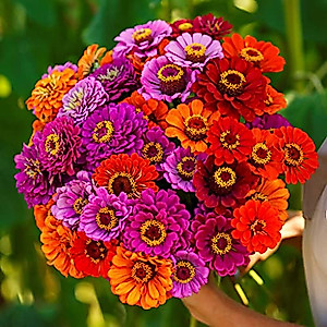 Zinnia Seeds - Purple Dream Mix - 1 Pound - Purple/Pink/Orange Flower Seeds, Open Pollinated Seed Attracts Bees, Attracts Butterflies, Attracts Hummingbirds, Attracts Pollinators