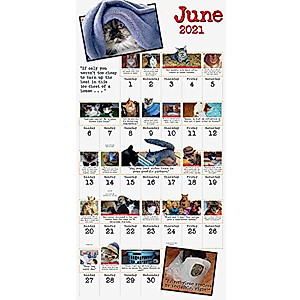 Bad Cat Wall Calendar 2021