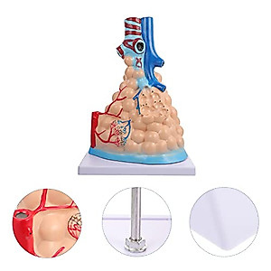 Scicalife Manikin Body Human Respiratory Lung Model Respiratory Large Alveolus Model Experiment Model Manikin