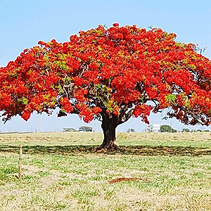 QAUZUY GARDEN 20 Seeds Delonix Regia B6 Royal Poinciana Flamboyant Flame Tree Gulmohar Showy Evergreen Tree Drought Tolerant Fast-Growing Low-Maintenance