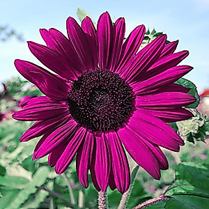 1000+ Mix Sunflower Seeds for Planting Heirloom and Non-GMO Easy to Plant and Grow - 10 Varieties Seeds for Outdoor Garden