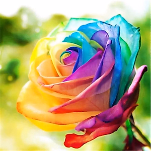 QAUZUY GARDEN 100 Rainbow Color Rose Seeds for Planting- Hybrid Rare Rose Seeds - Perennial Showy Colorful Rose Shrub Bush for Planting Home Garden Outdoor