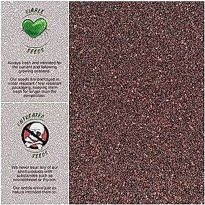 Seed Needs, Rainbow Blend Coleus Seeds for Planting (Coleus blumei) Heirloom & Open Pollinated, Prefers Partial Shade